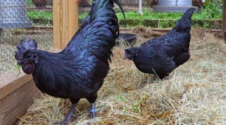Asian Black Chicken: The Ultimate Guide For Novice Farmer