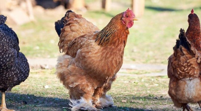 Bantam Chicken Breeds: Their Types, Egg Production, Feeding And Caring
