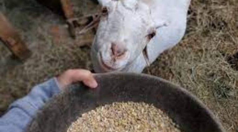 Complete Food List: What Do Goats Eat And What Not?