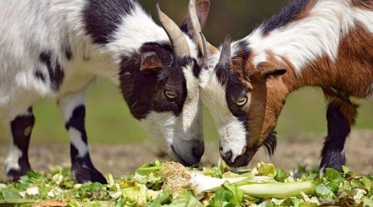 Complete Food List: What Do Goats Eat And What Not?