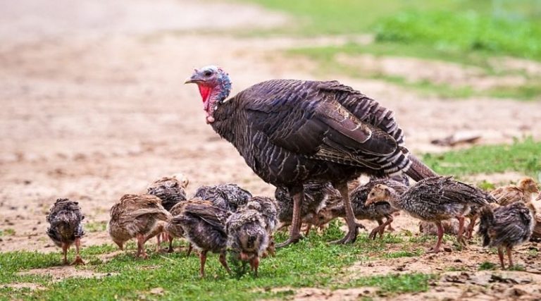 What Do Domestic Turkeys Eat? (With Expert Tips)