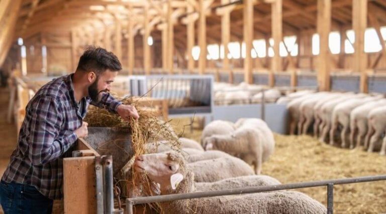 What Do Sheep Eat? A Complete List Of Sheep Food
